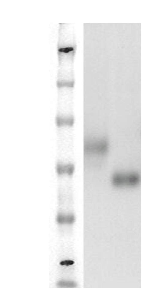 Discoverx Pathhunter Cho K1 Gpr27 Arrestin Orphan Gpcr Cell Line 2