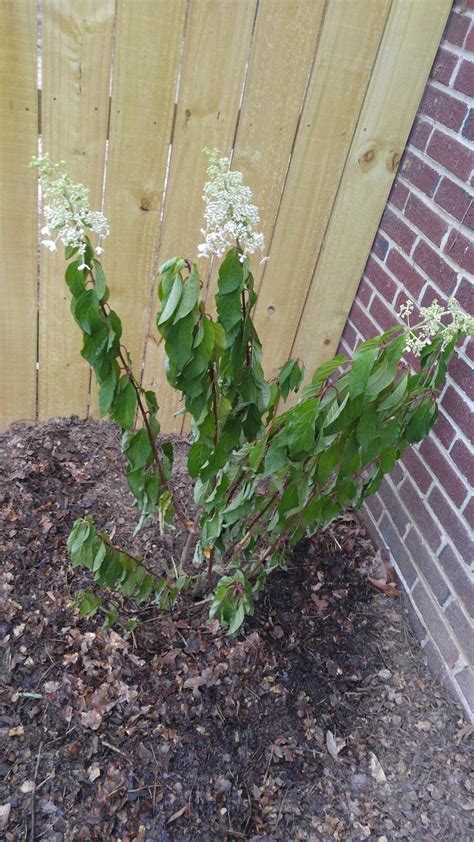 Help Hydrangea Wilting In The Ask A Question Forum