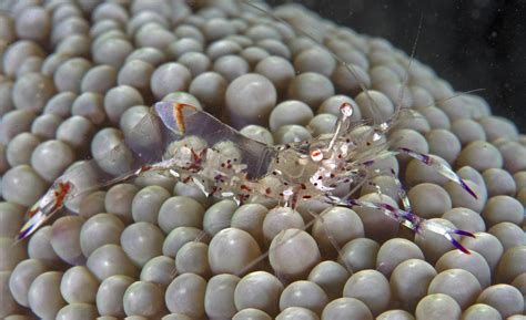 Ancylomenes Holthuisi Reef Bulgaria Ltd