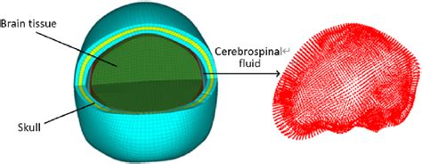 Sph Particle Model Of Cerebrospinal Fluid Download Scientific Diagram