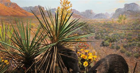 Collared Peccary Amnh