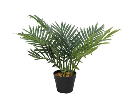 Buy Mini Multi Stem Palm 45cm Online Sanity