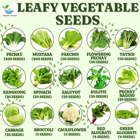 Leafy Vegetable Seeds Pechay Mustasa Pakchoi Pechay Baguio