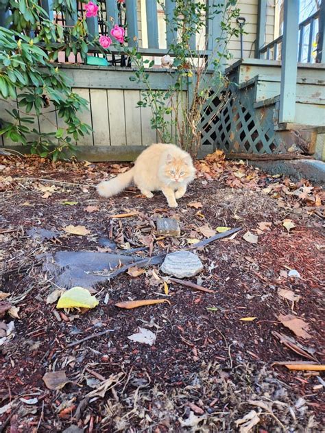 The Prettiest Cat 🐈 Ive Seen On A Route R Usps