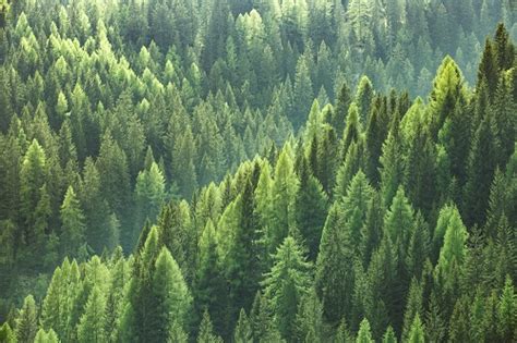 Ecosystem Definition Examples And Types Biology Dictionary