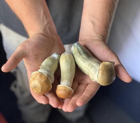 Penis Envy Mushroom Everything You Need To Know Greenstate