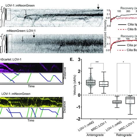 Ciliary And Dendritic Trafficking Of Ntm And Ctm Lov 1 Aandb Frap
