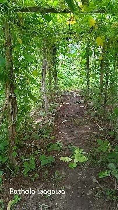 Pathola Wagawa Youtube