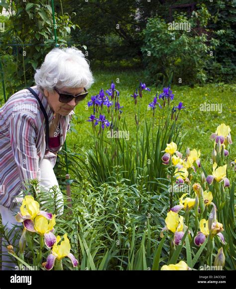 Elderly Beautiful Gray Haired Woman With Poor Eyesight Cares For Iris