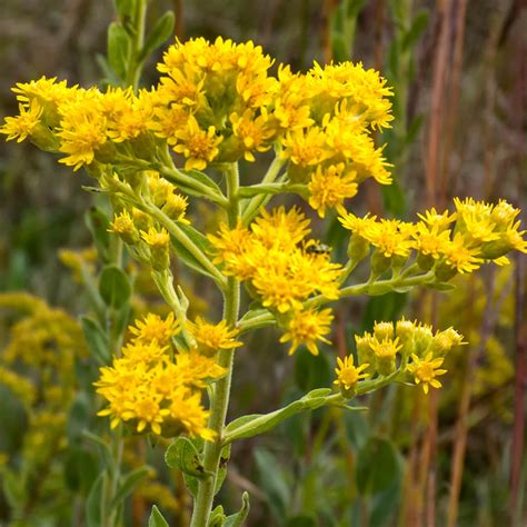 Golden Ragwort Patuxent Nursery