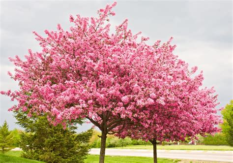 Eastern Redbud Cercis Canadensis Prestige Tree Experts
