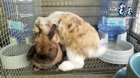Breeding Rabbits Holland Lops Youtube