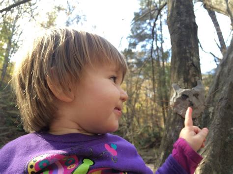 The Alligator Snapping Turtle Class Turning Sun School