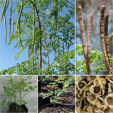Three Organic Fresh Moringa Oleifera 3 6 Cuttings Free Shipping