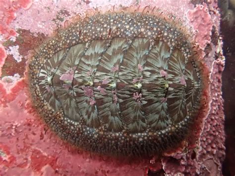 Polyplacophora Chitons Humboldt Life Lost Coast Outpost