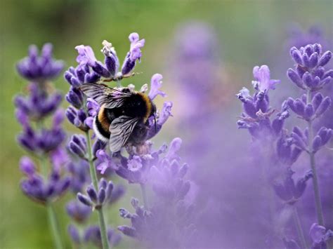 Write To Your Mp Neonics Approval And Parliamentary Debate On Bee