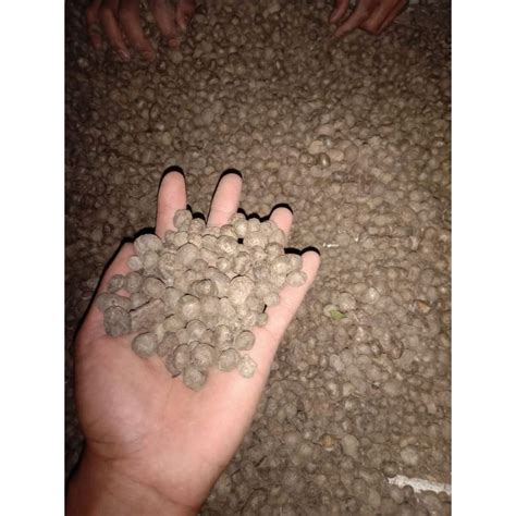 Jual Bibit Porang Katak Mini 1kg Isi 1000 2000 Pcs Shopee Indonesia