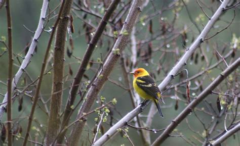 Ed Newbold Youre Invited The Leavenworth Spring Bird Fest Is On And