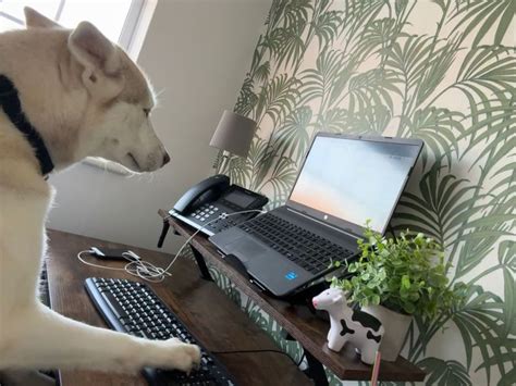 My New Wfh Assistant Is Settling In Nicely 😂 🐶 Heres What We Know So