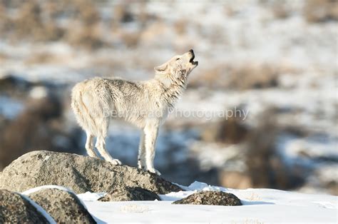 White Wolf In Snow