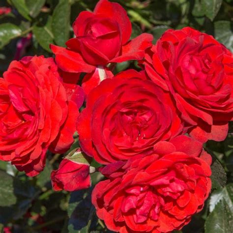 Canyon Road Rose Plant Addicts