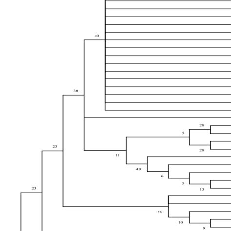 maximum likelihood tree generated from its 2 sequence data branches