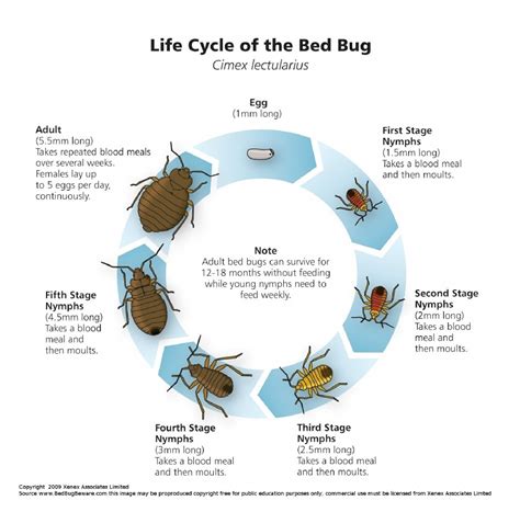 Flour Beetle Life Cycle At Matthew Tindal Blog Flour Beetle Life Cycle At Matthew Tindal Blog
