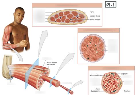 9 1 Skeletal Muscle Structure Organization Diagram Quizlet