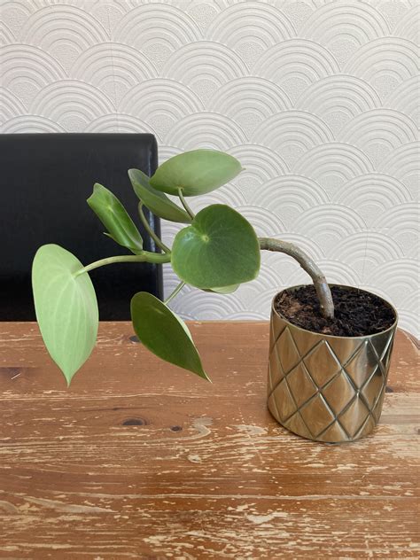 Help Identifying Plant R Houseplantsuk