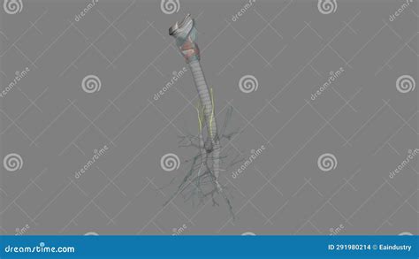 The Apical Segmental Bronchus Is The Most Superior Bronchus Of The