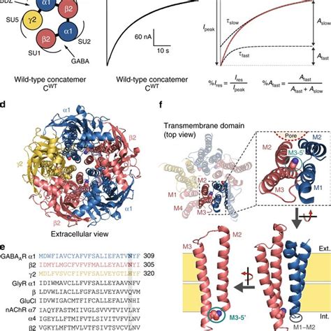 Desensitization Kinetics Of α1β2γ2 Concatemers Harboring Combinations