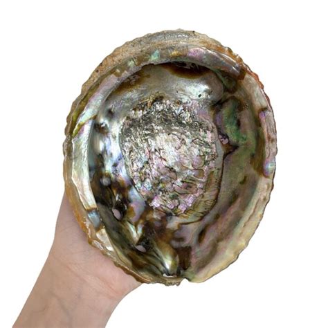 Abalone Shell Extra Large Alternative Distribution