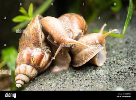 Snail Breeding Table At Harry Gutierrez Blog