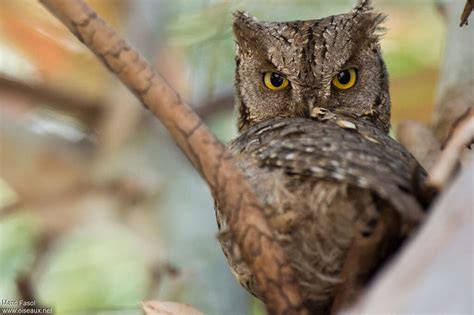 Petit Duc Scops Adulte Mafa200563