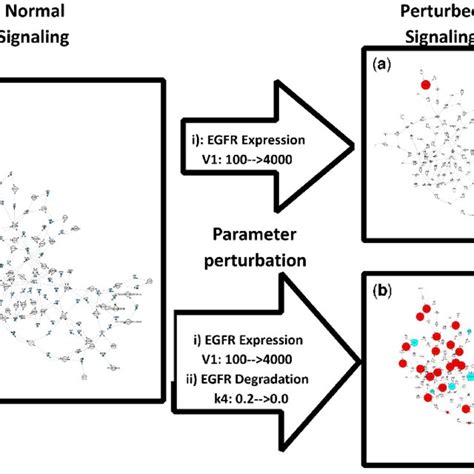 Illustrating Parameter Perturbations Applied To Normal Models By Download Scientific Diagram