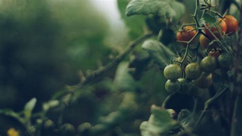 How To Get Prosperity Shards In Mystical Agriculture Agruculture Lore