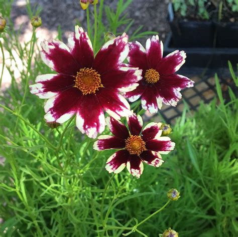 Coreopsis Ruby Frost Ruby Frost Tickseed Morningsun Herb Farm