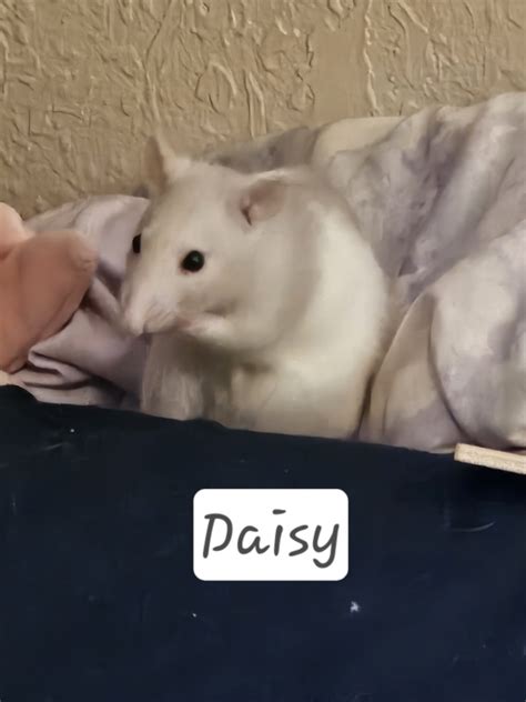 Daisy Poppy And Rosey Mainely Rat Rescue