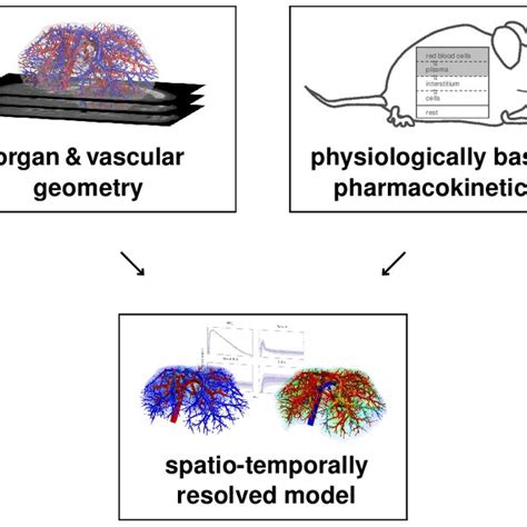 Conceptual Model Overview Our Spatially Resolved Model Is Based On Download Scientific Diagram
