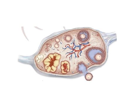 Stages Of Ovarian Follicle Development Quiz