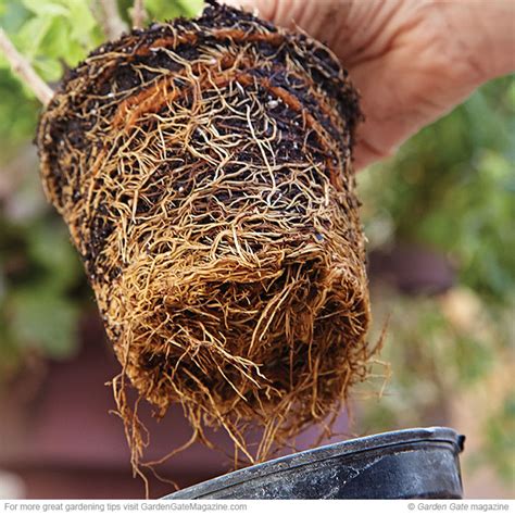 Choose The Best Plants At The Garden Center Garden Gate