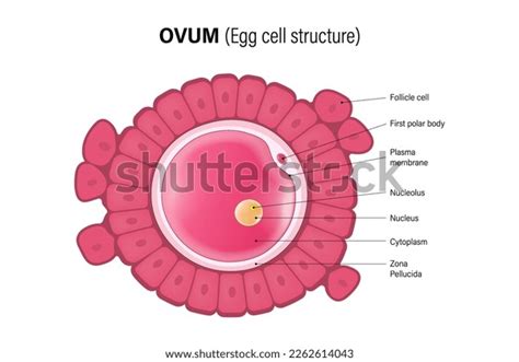 Ovum Egg Cell Structure Oocyte Woman Stock Vector Royalty Free 2262614043 Shutterstock