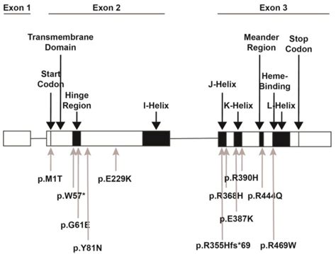 Insights Into Cyp1b1 Related Ocular Diseases Through Genetics And