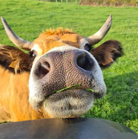 Le Ramassage Des Bottes Continu Encore Le Foin Devrait être Fini Demain On Va Pouvoir Aller à