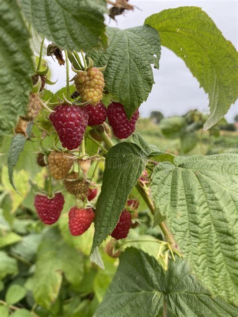 Raspberry Fruits On The Plant Stock Image Image Of Food Flower 260644703