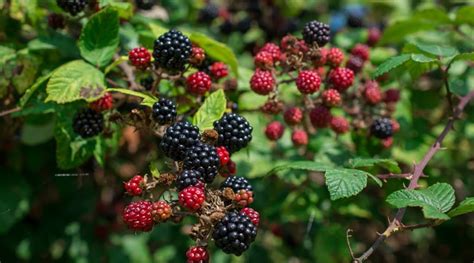 Blackberry · Cropnerd