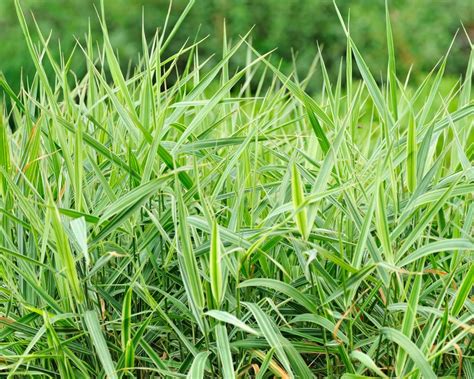 Best Low Cut Grass At Harrison Trethowan Blog
