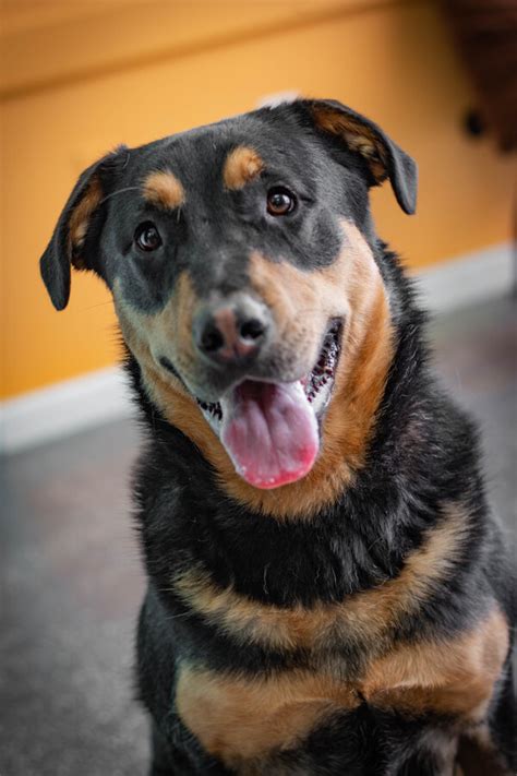 Adopt Jokey - Adopt Dogs & Cats on PuppiesNation