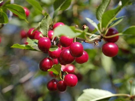 Divlja Trešnja Vrtlaricahr