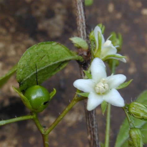 Fukien Tea Ehretia Microphylla Plant Care And How To Grow Water